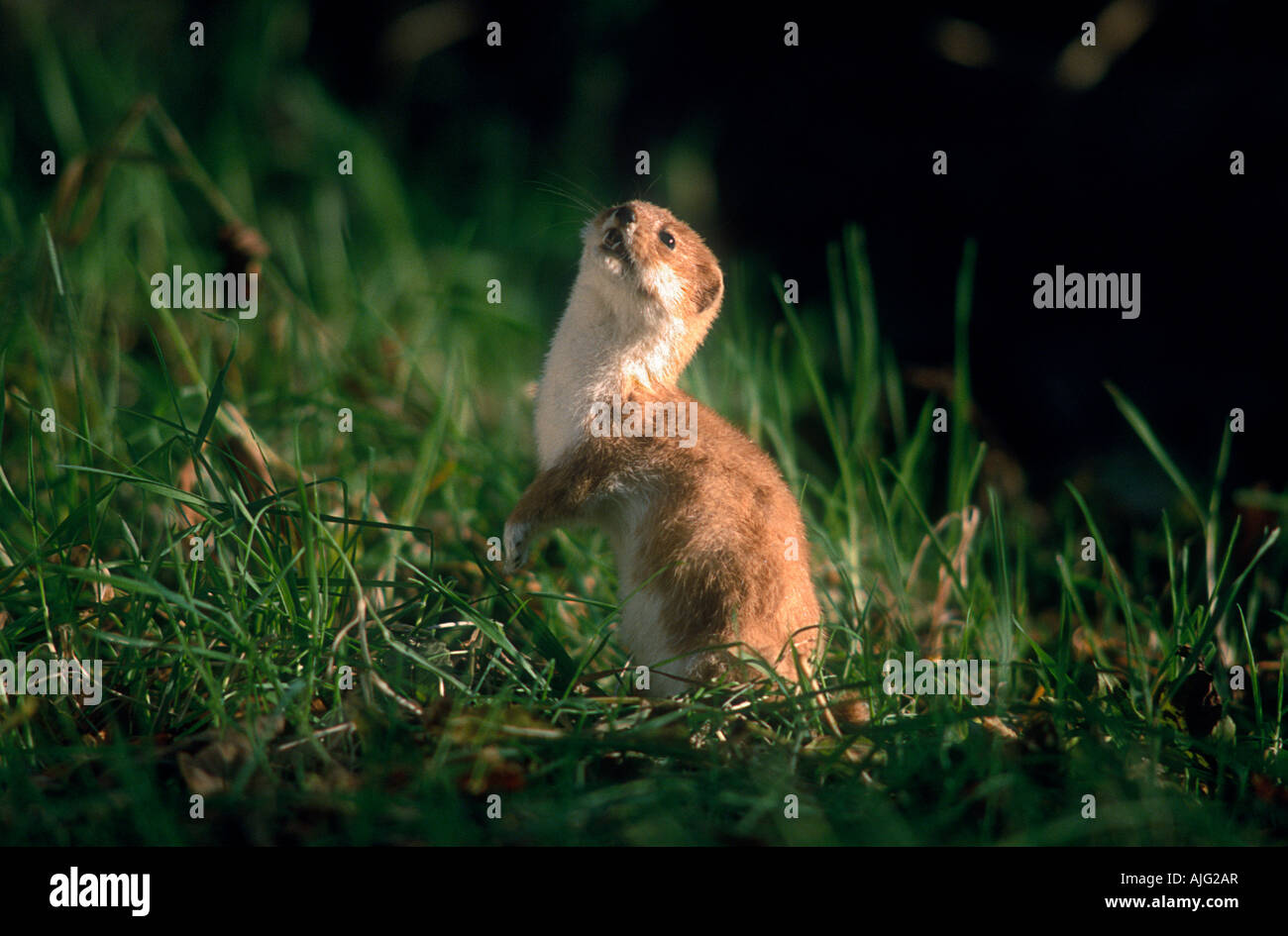 A weazel cautiously sniffing the air in a wood Stock Photo - Alamy