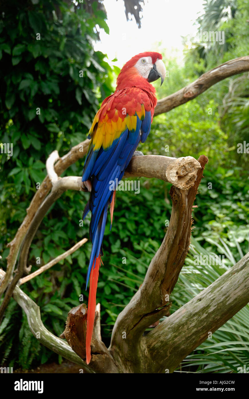 African Scarlet Macaw Stock Photo - Alamy