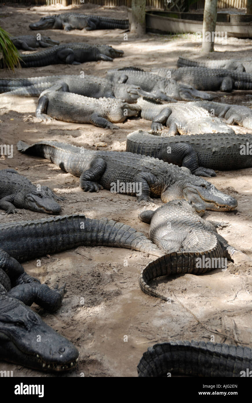 Adult American Alligators at St Augustine Alligator Farm Florida Stock ...