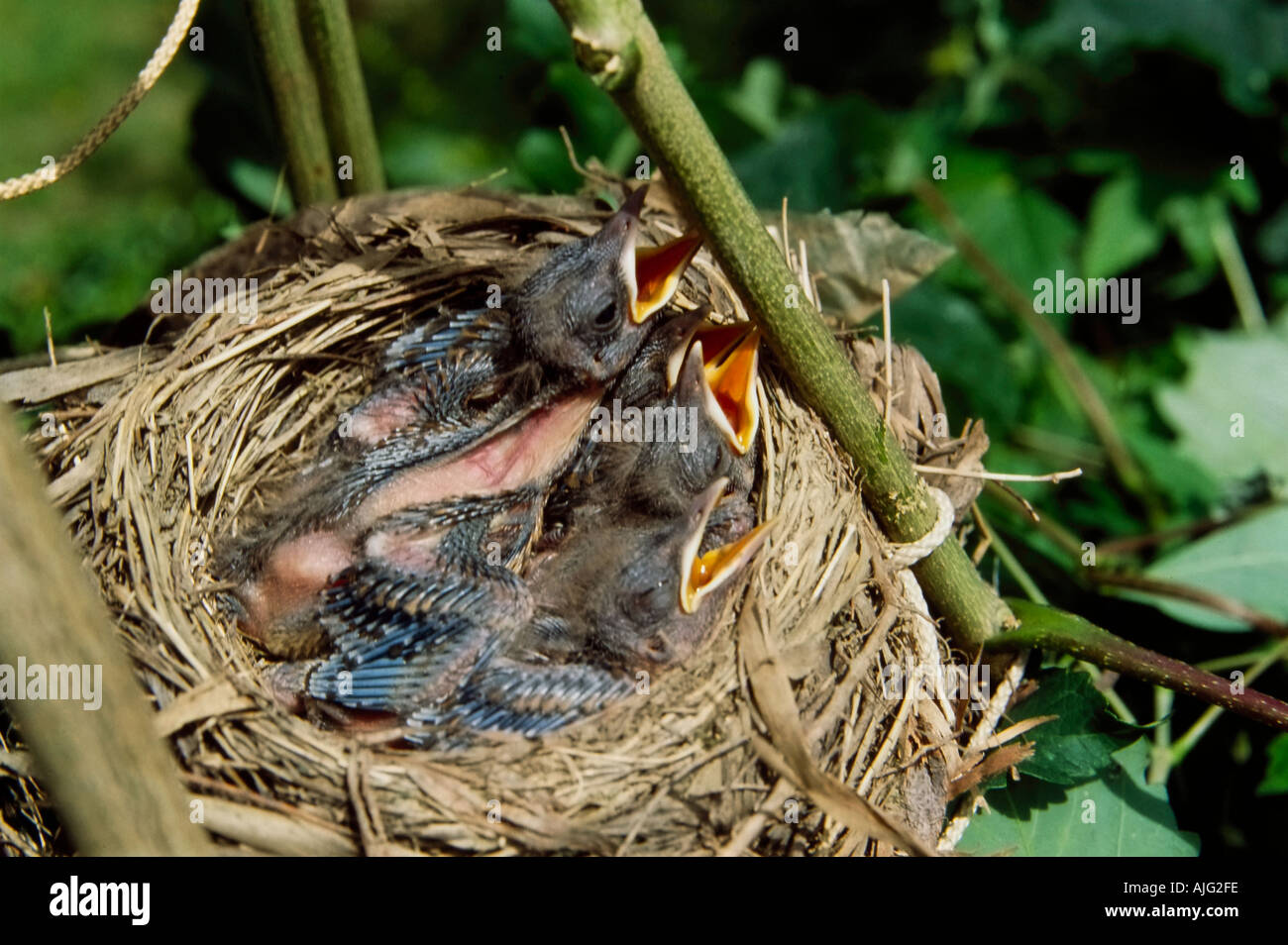 Eyry hi-res stock photography and images - Alamy