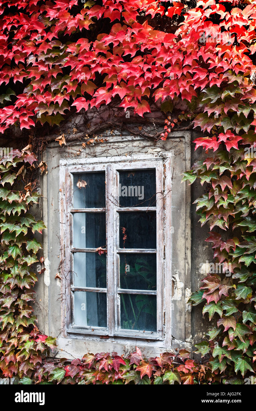 LEAVES AROUND WINDOW Stock Photo - Alamy