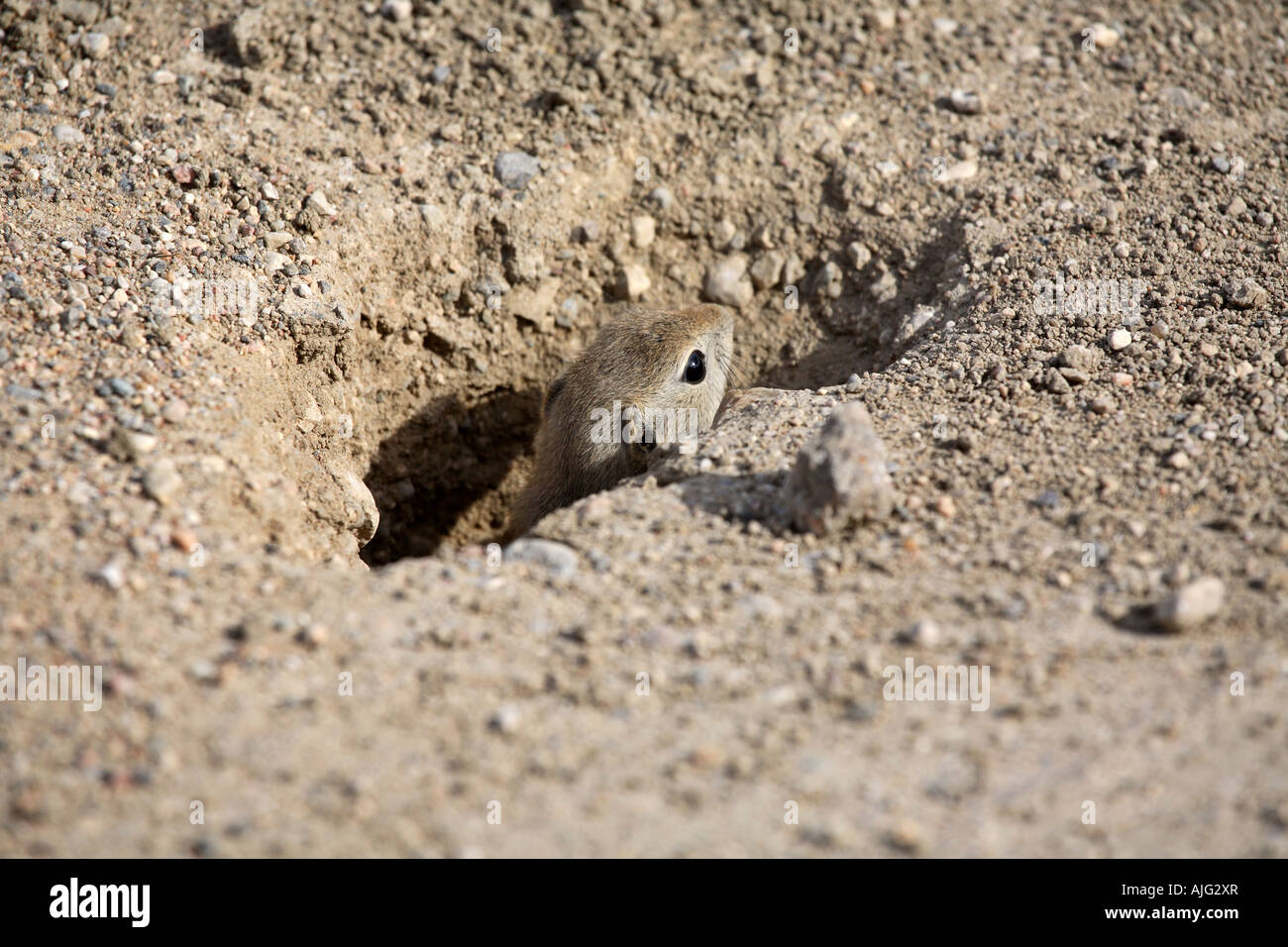 Ground squirrel peaking out of burrow Stock Photo - Alamy