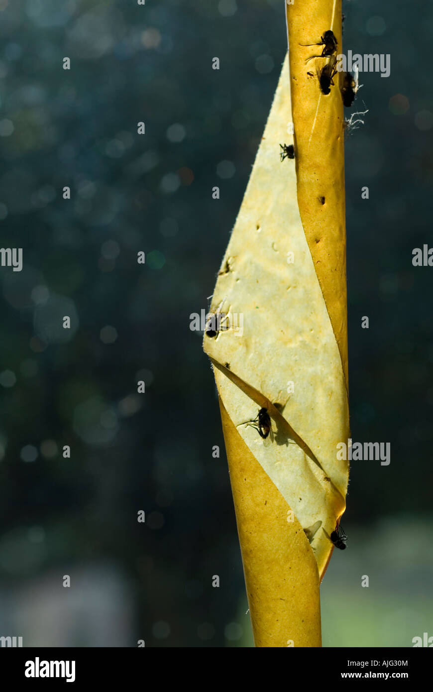 Fly on flypaper hi-res stock photography and images - Alamy