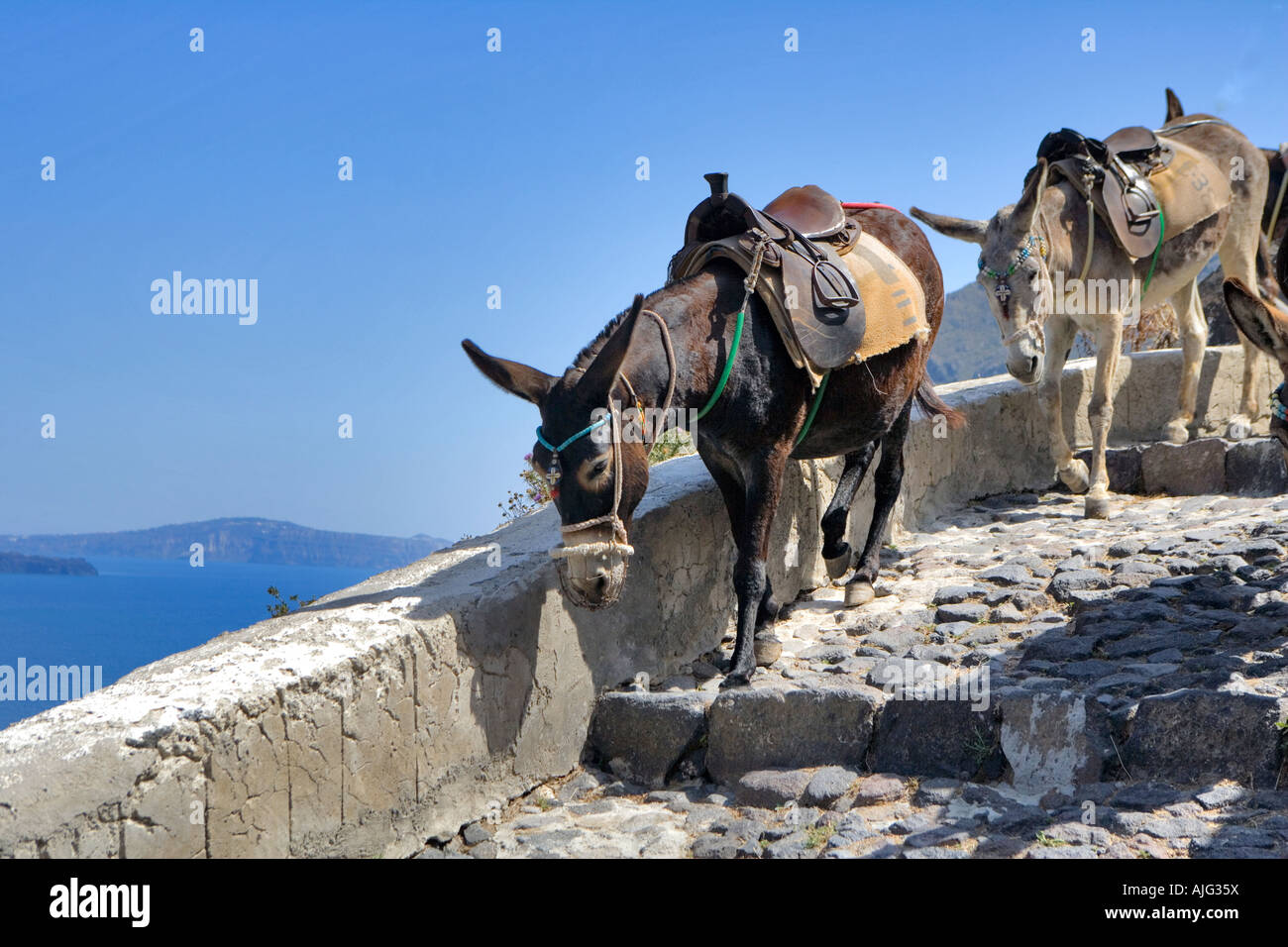 Donkeys mule rides walking down returning descending coming back down ...