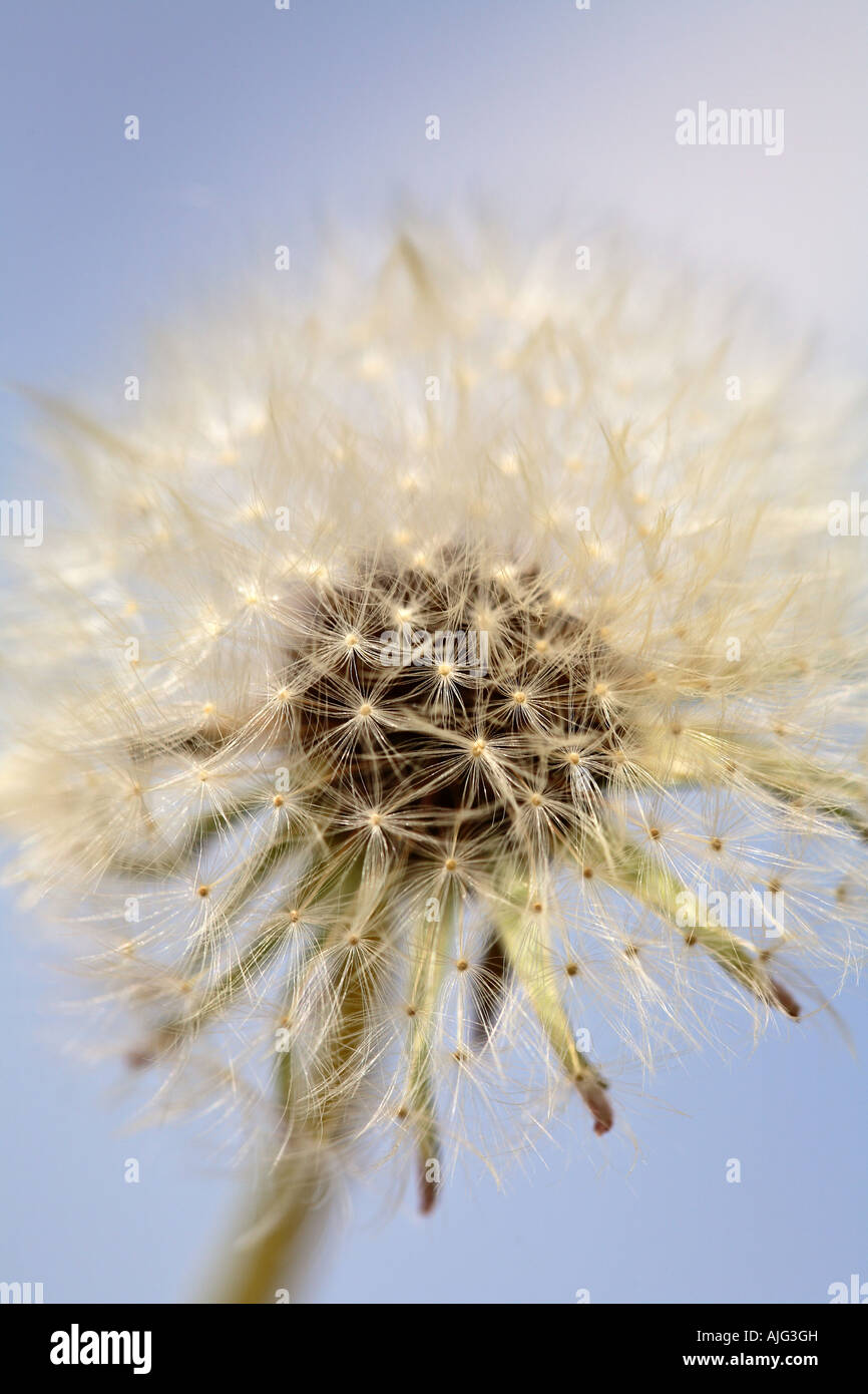 Goatsbeard seed pod hi-res stock photography and images - Alamy