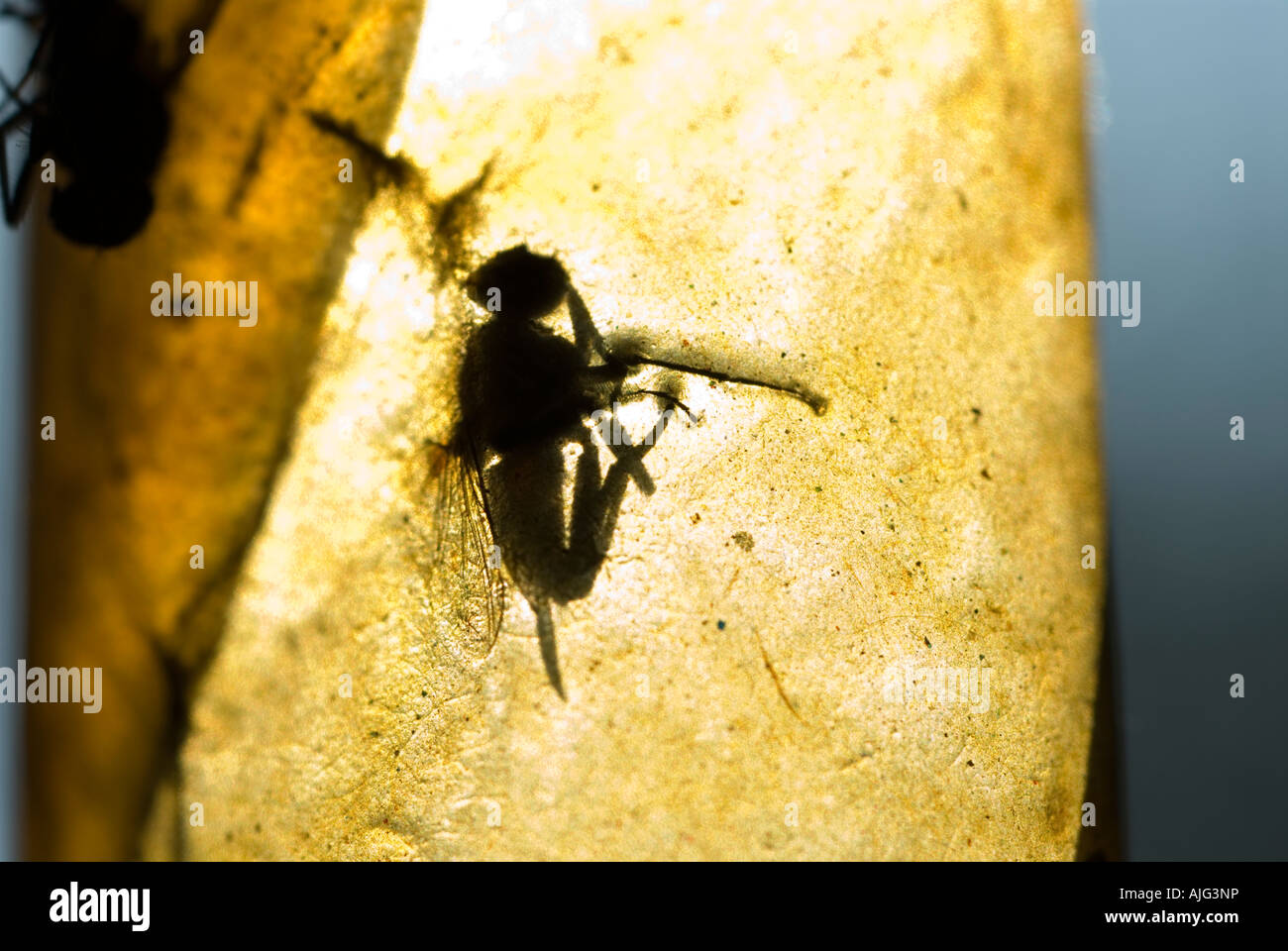Fly stuck on flypaper hi-res stock photography and images - Alamy