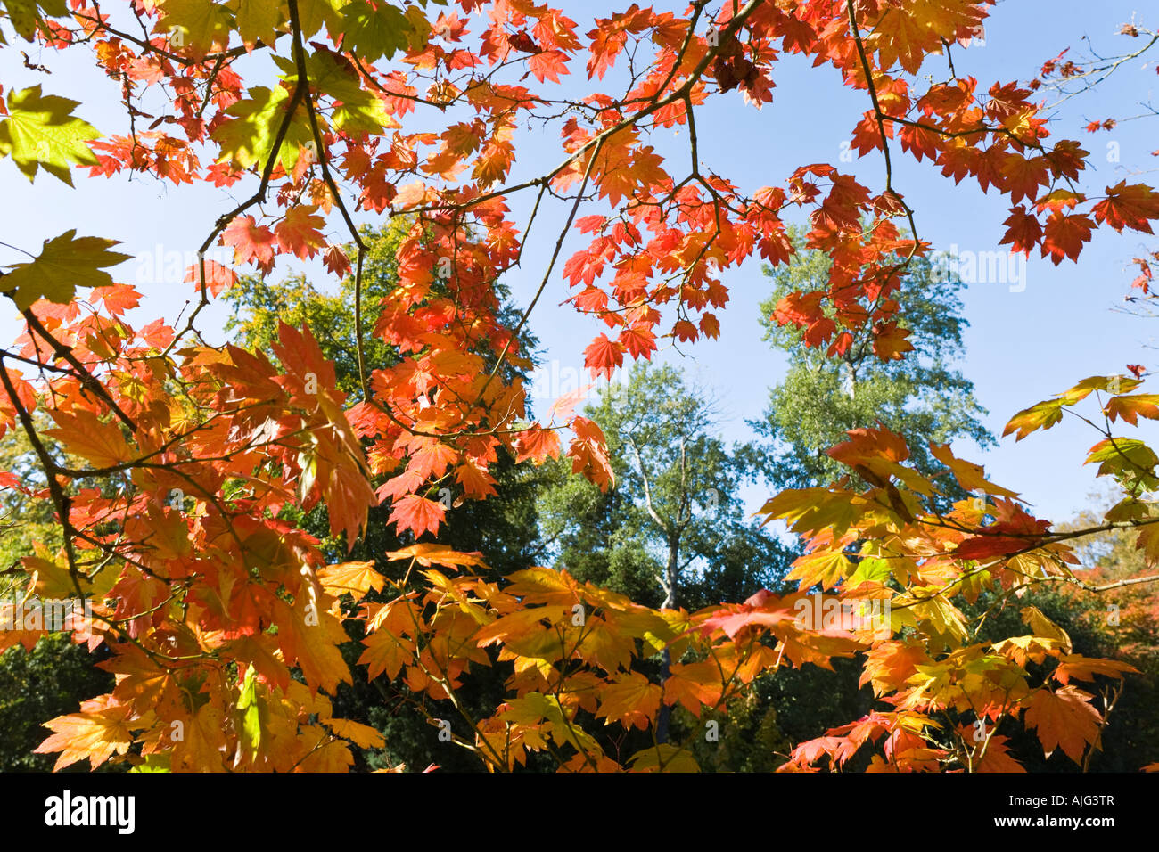 Autumn colours along Broad Drive in Silk Wood at Westonbirt Arboretum ...