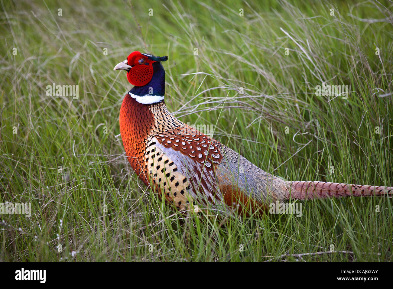 Ring necked Pheasant in scenic Saskatchewan Stock Photo - Alamy
