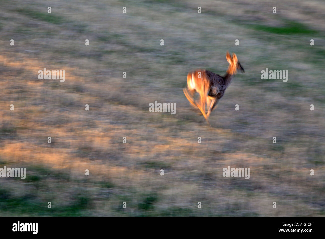 Mule Deer bounding through a field Stock Photo - Alamy