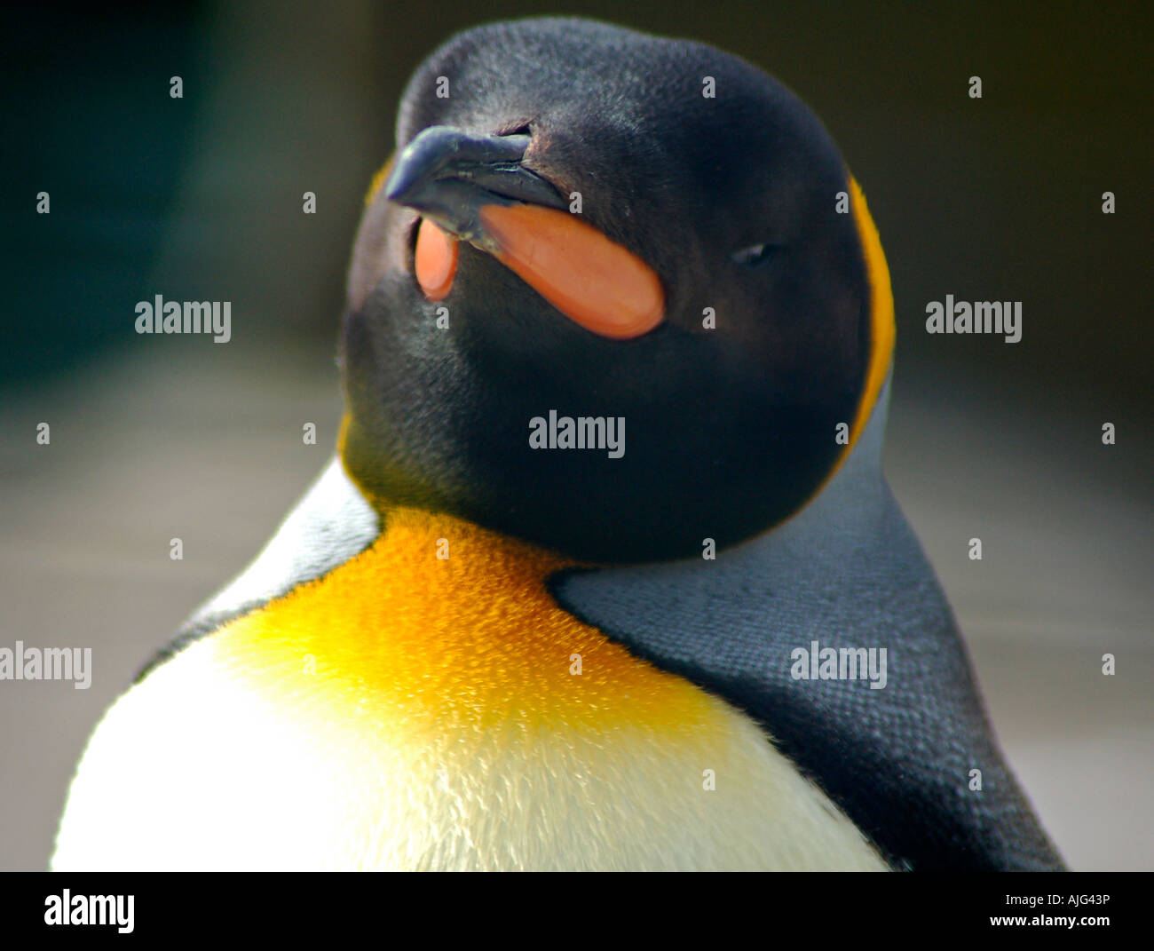 Penguin parade edinburgh zoo hi-res stock photography and images - Alamy
