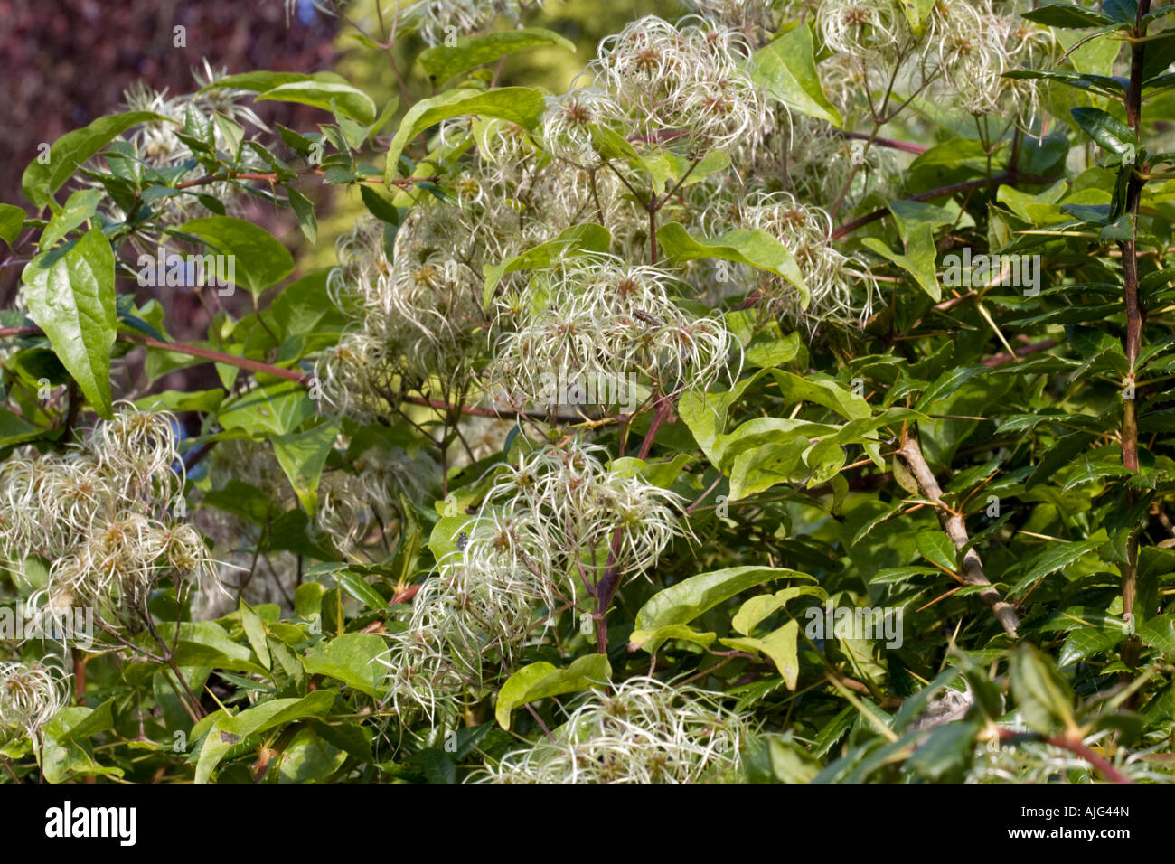 Wild clematis or old mans beard fruits seeds Cotswolds UK Stock Photo ...