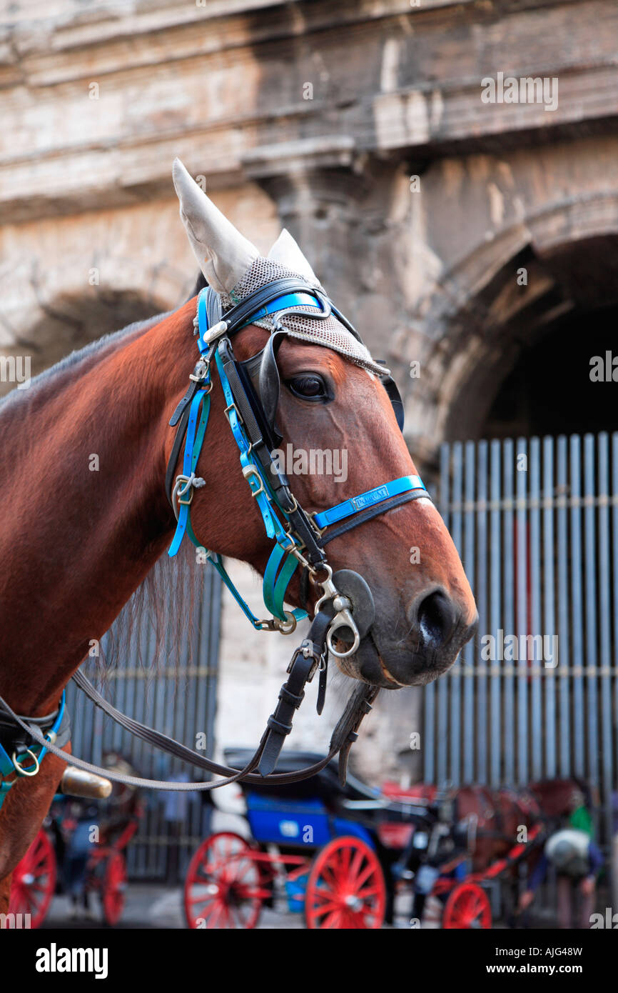 horse outside coliseum Rome Stock Photo - Alamy