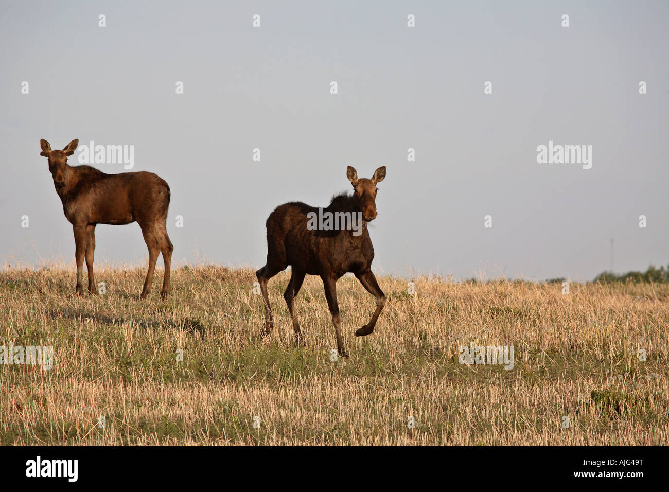Cow moose with male offspring Stock Photo - Alamy