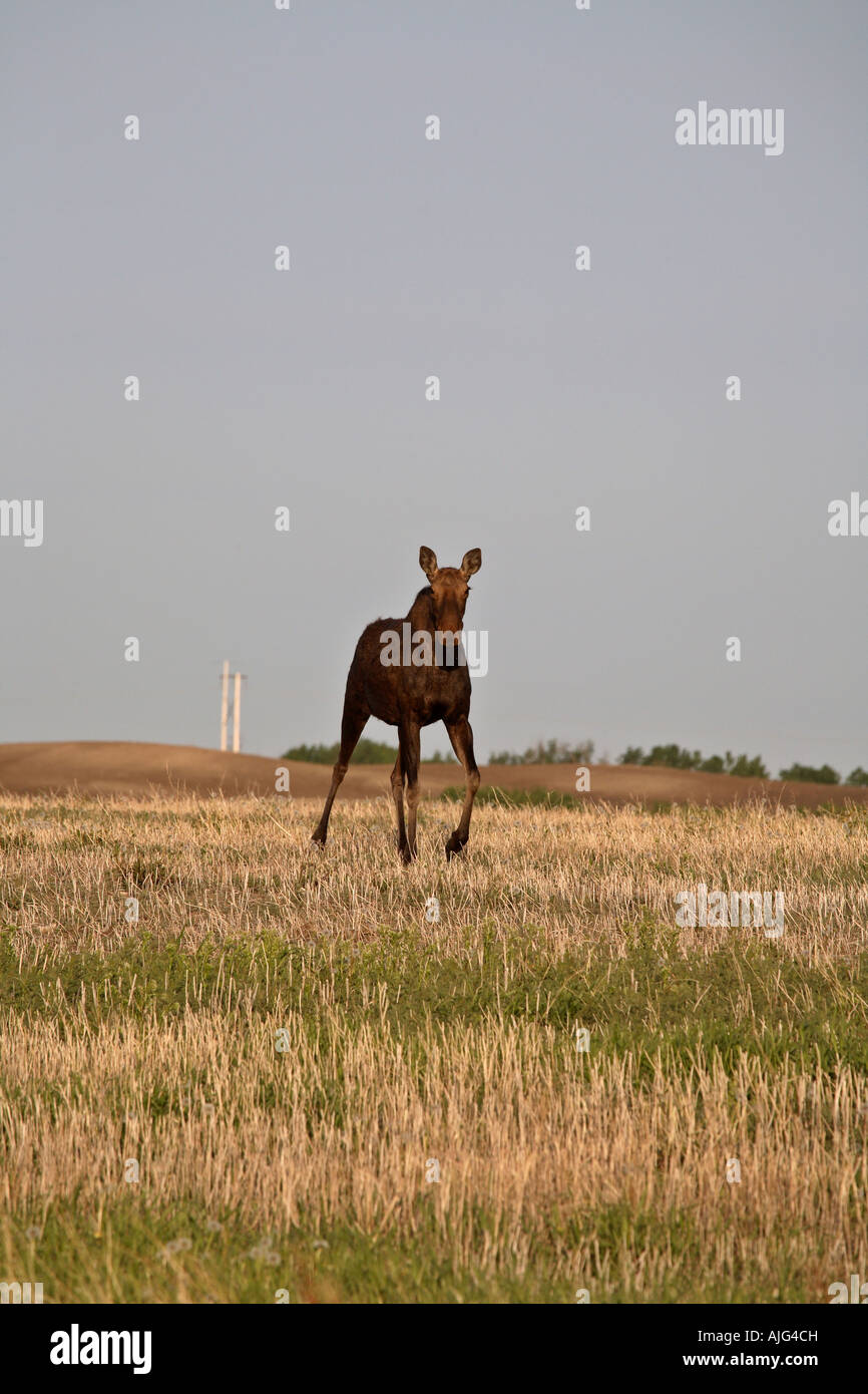 Cow moose in field Stock Photo - Alamy