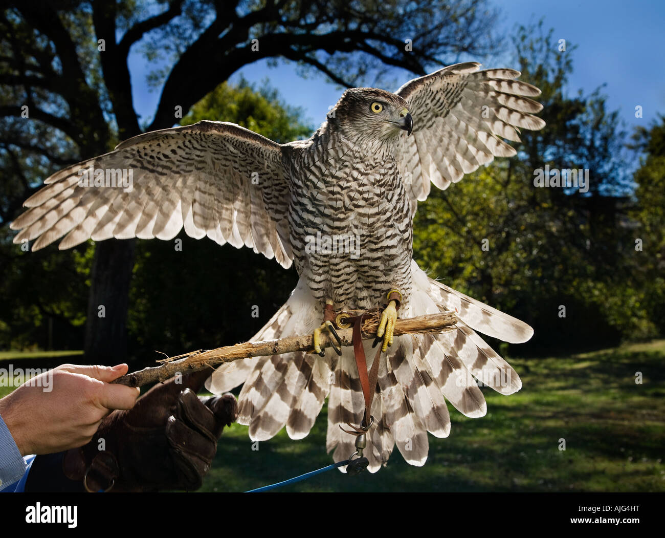 A goshawk in training spreads its wings in the sun Stock Photo - Alamy