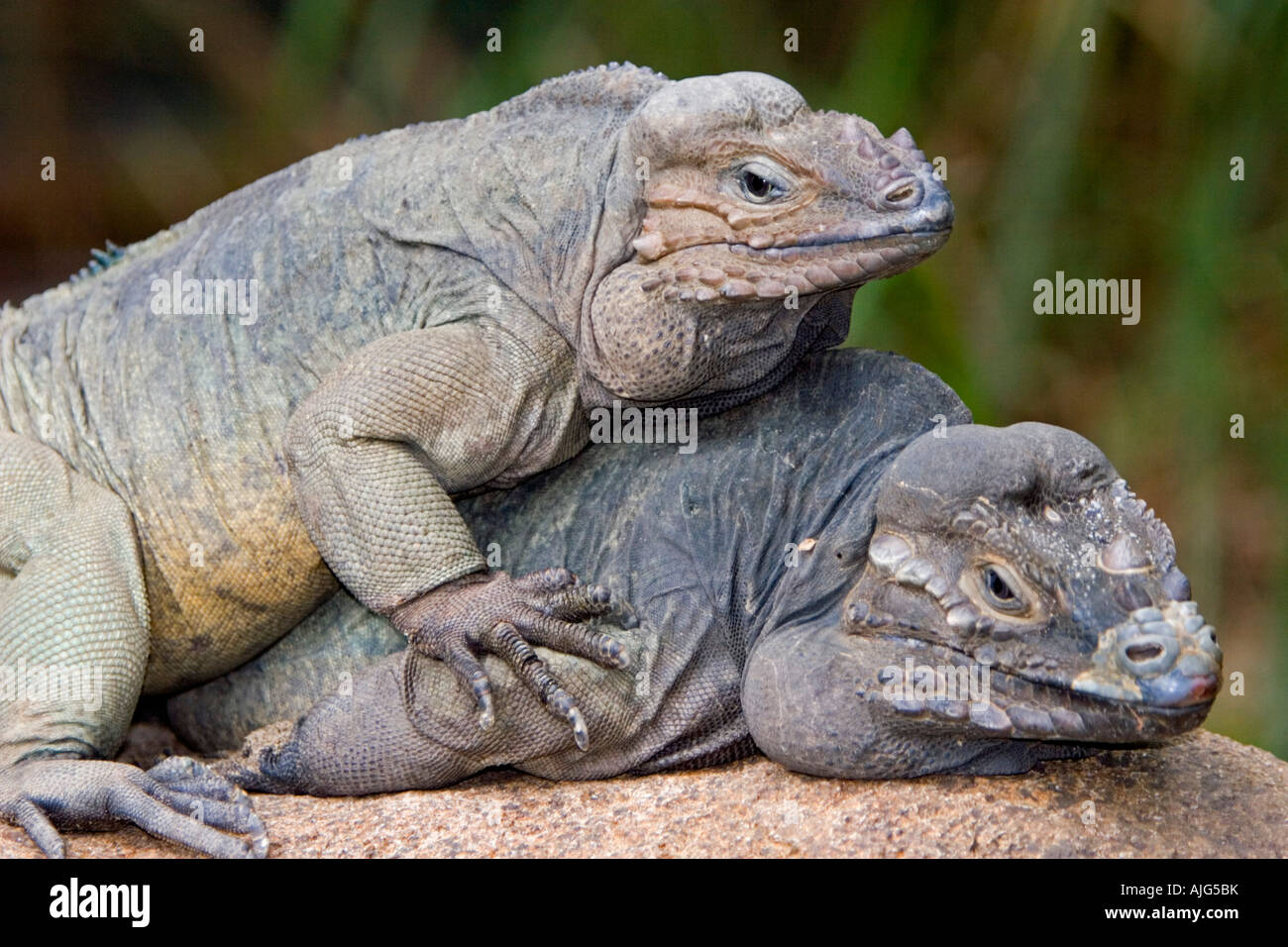Rhino lizards mating Singapore Zoo Stock Photo - Alamy