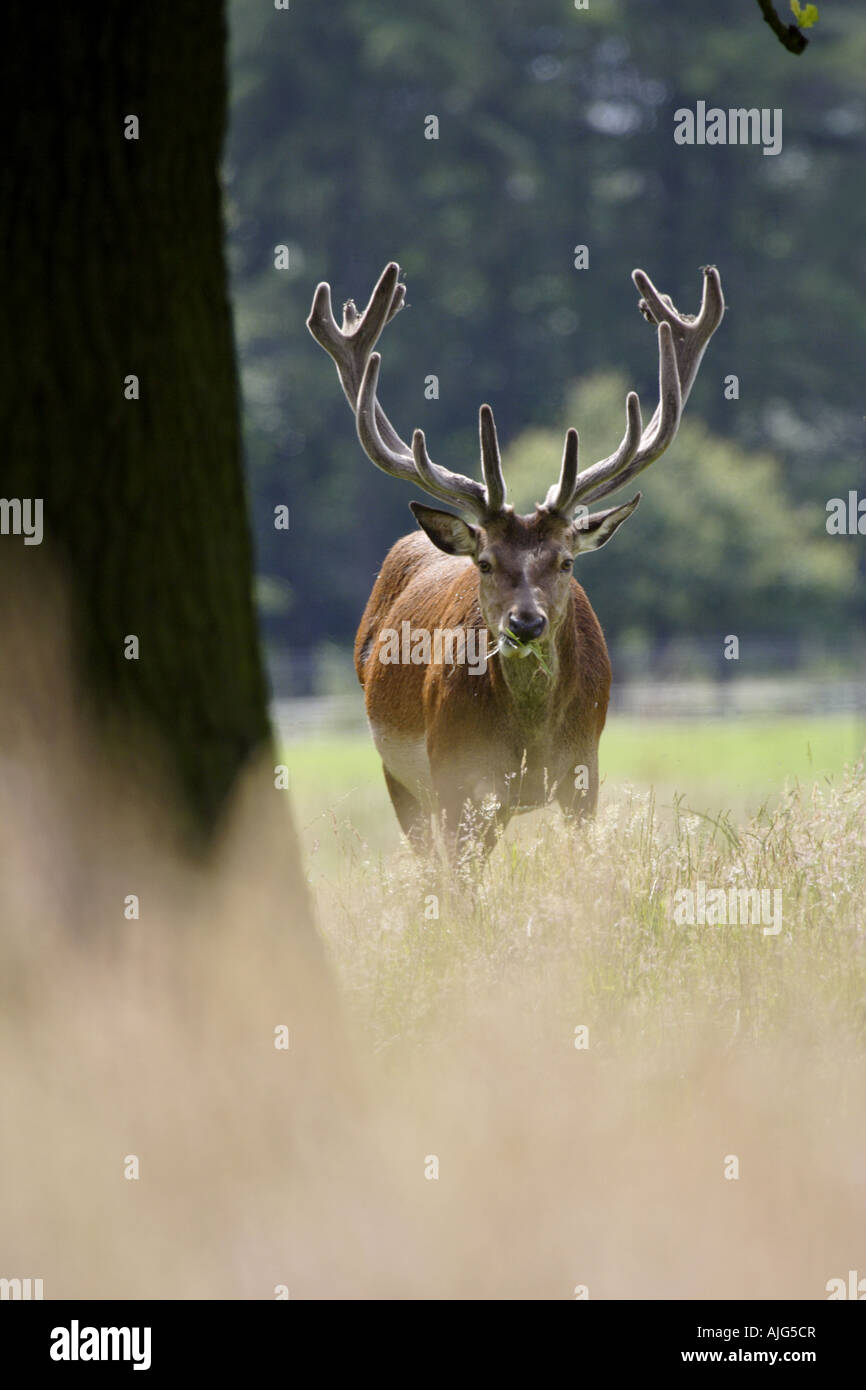 Deer in the Countryside Stock Photo - Alamy