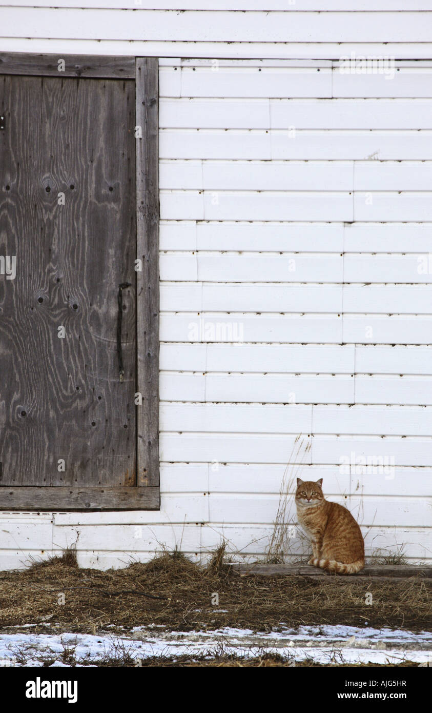 Ginger cat near olf building Stock Photo - Alamy