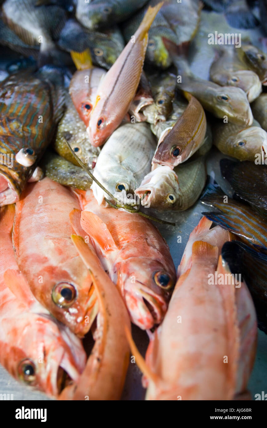 Fish market counter display Rawai village Phuket Thailand Stock Photo ...