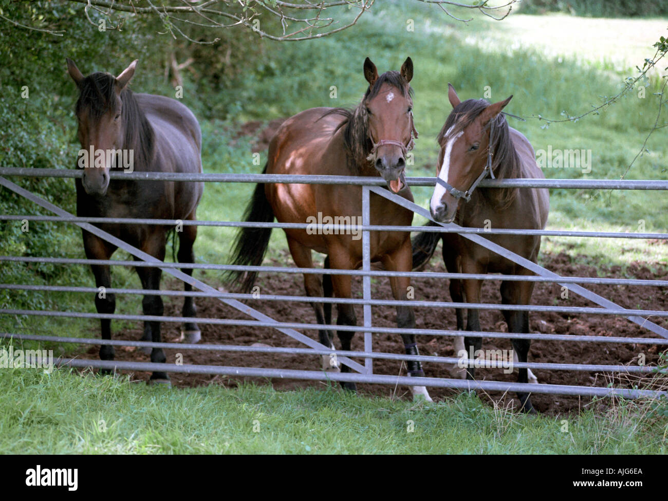 Group of 3 horses and one behind hi-res stock photography and images ...