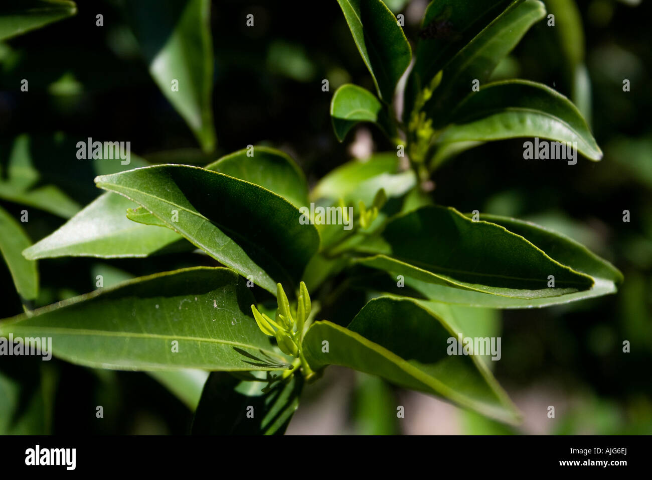 tangerine-tree branch and leaves Stock Photo - Alamy