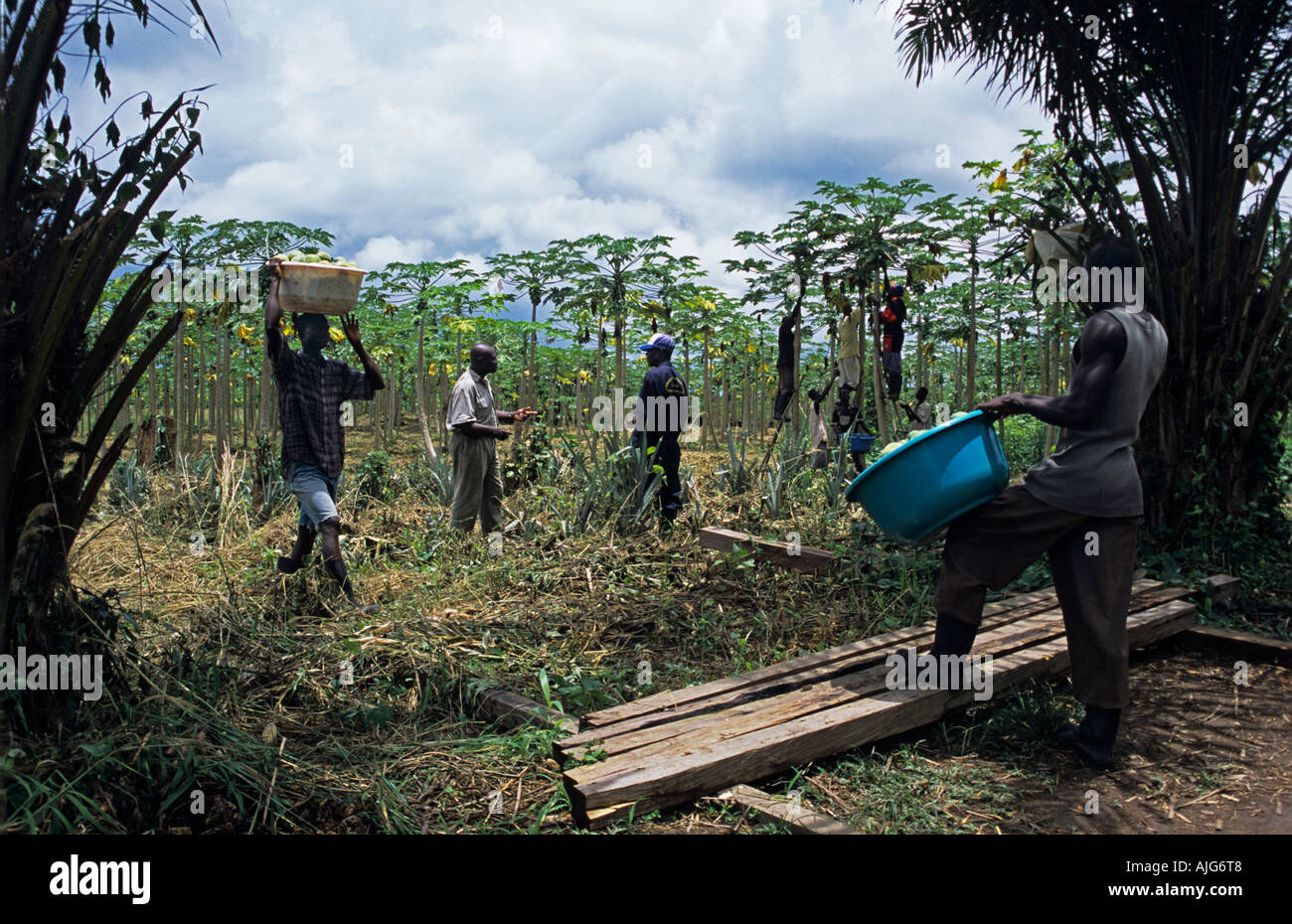 Harvesting pawpaw fruit on a farm in Ghana West Africa before ...