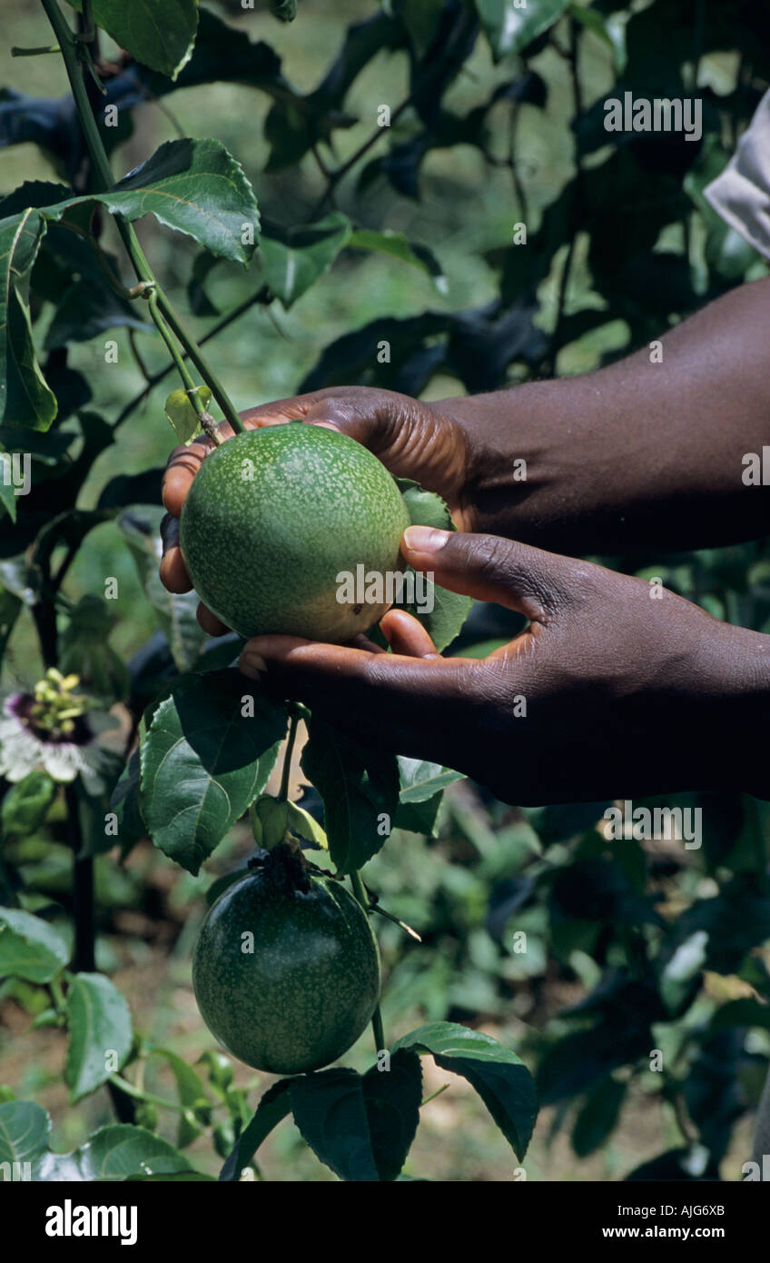 Growing passion fruit on the vine, Ghana West Africa before ...
