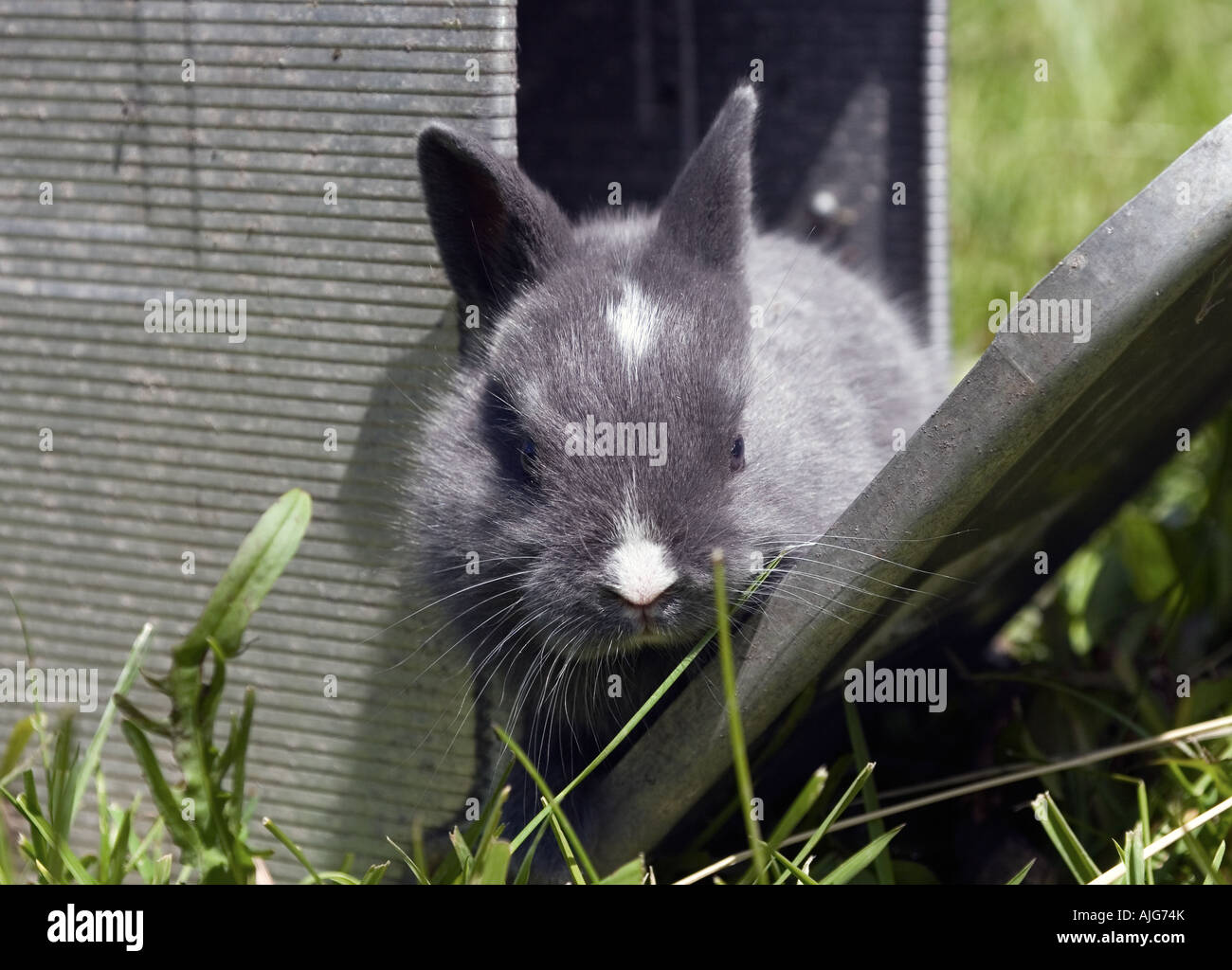 Grey bunny rabbit on US mail box Stock Photo - Alamy