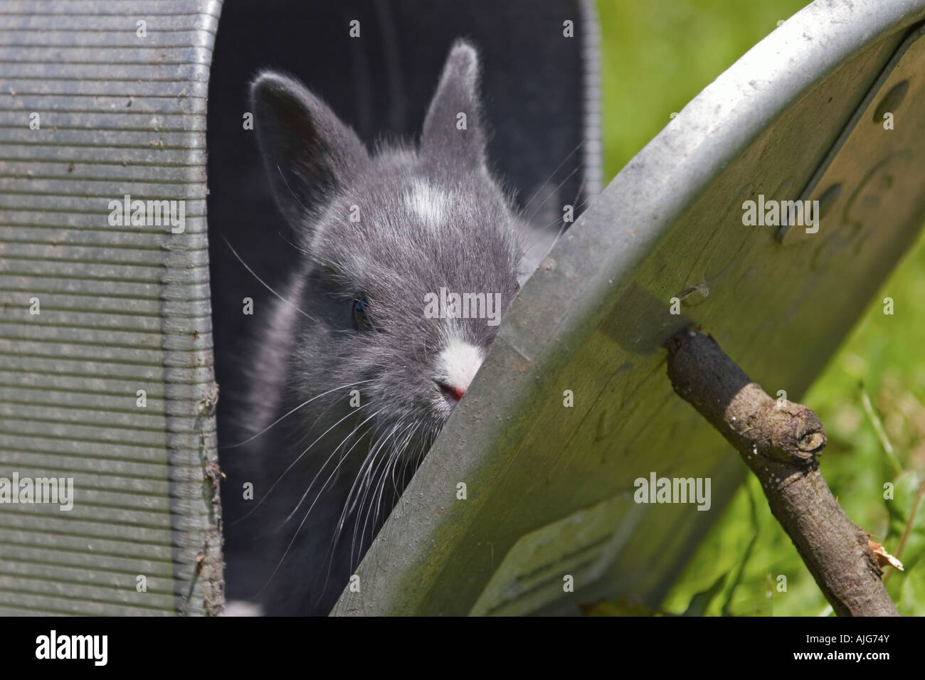 Grey and white bunny rabbit on US mail box Stock Photo - Alamy