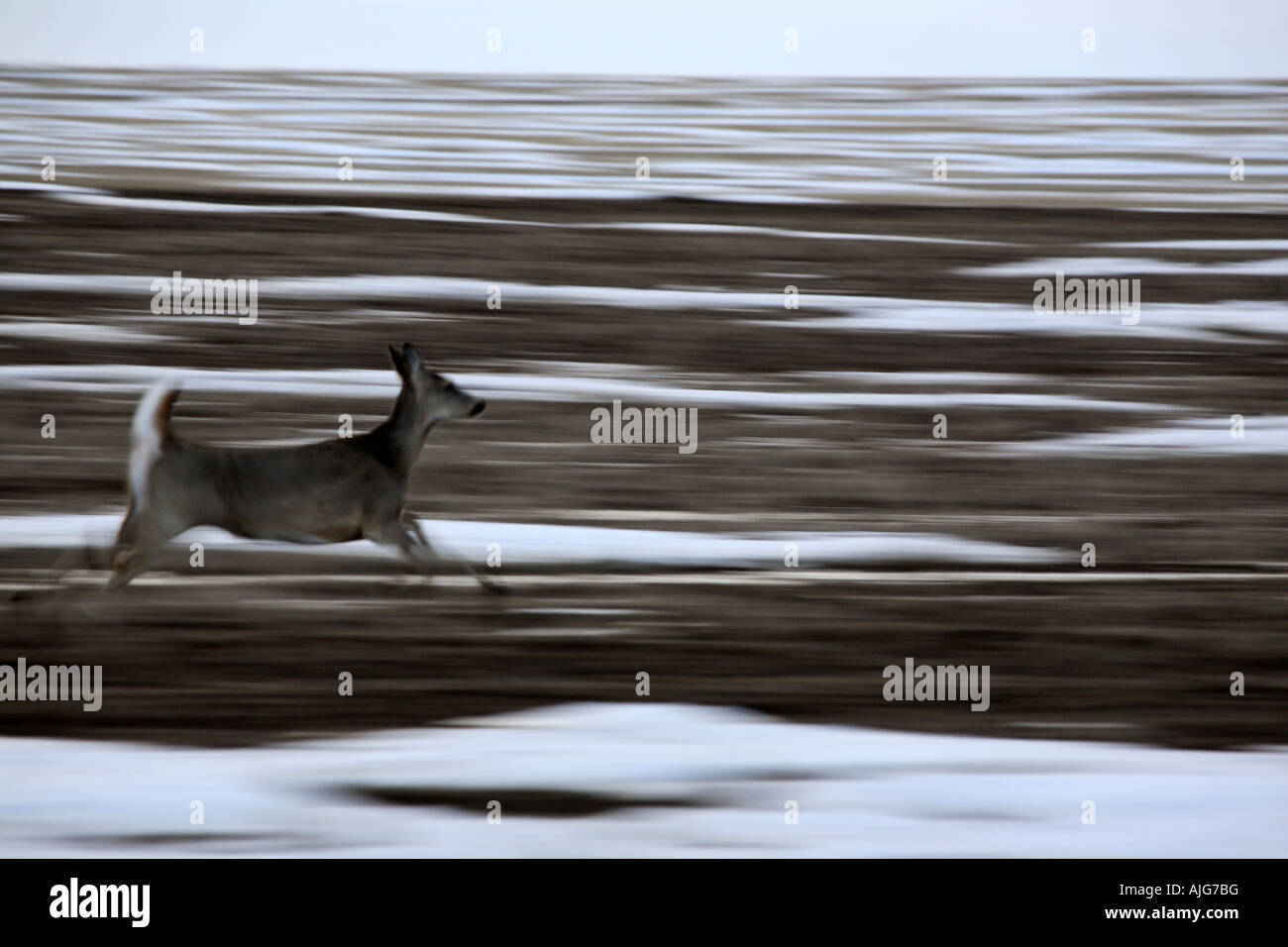 Deer leaping hi-res stock photography and images - Alamy