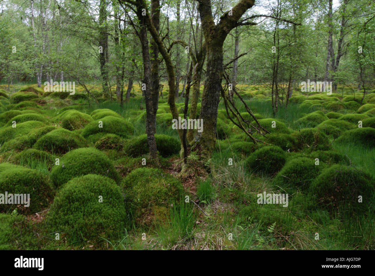 Queen elisabeth forest scotland hi-res stock photography and images - Alamy