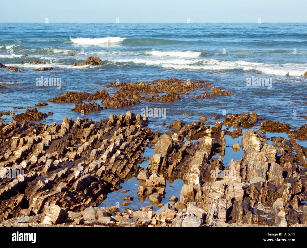 Folding and dipping strata at low tide on the foreshore Saltstone ...