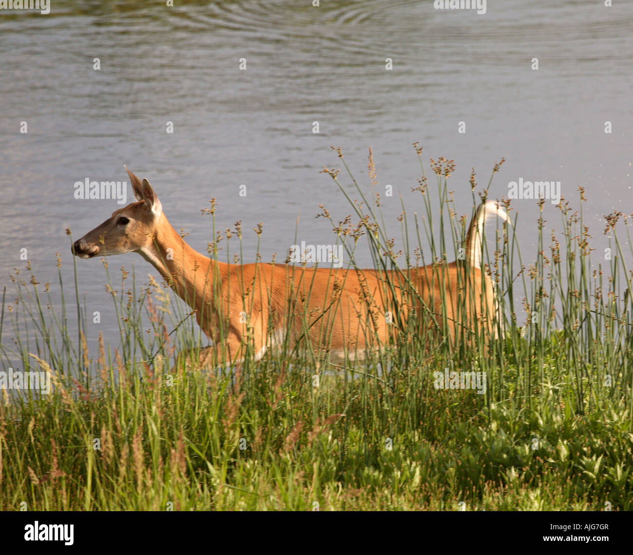 American slough grass hi-res stock photography and images - Alamy