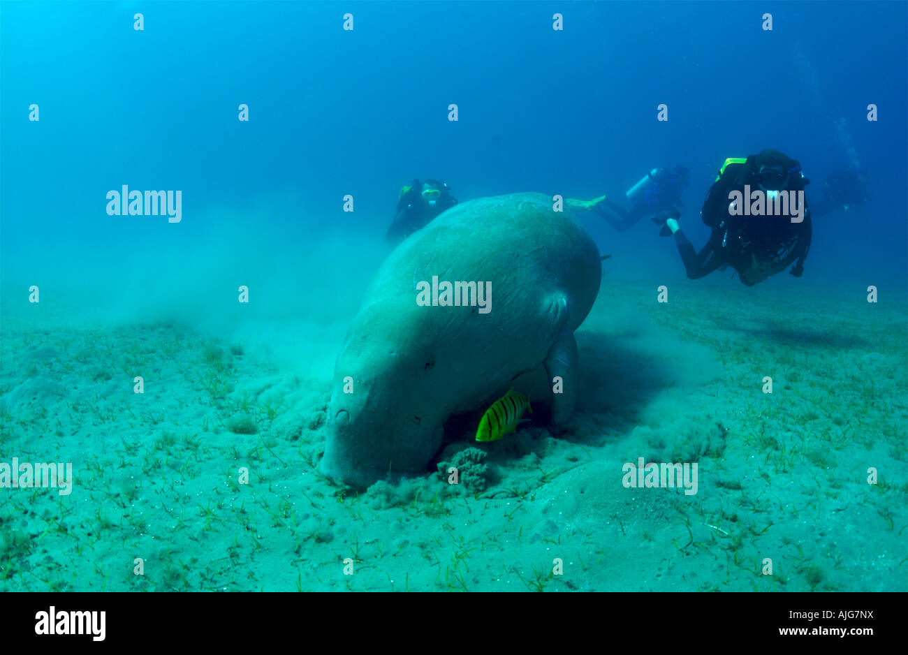 dugong in the Red Sea Egypt Stock Photo - Alamy