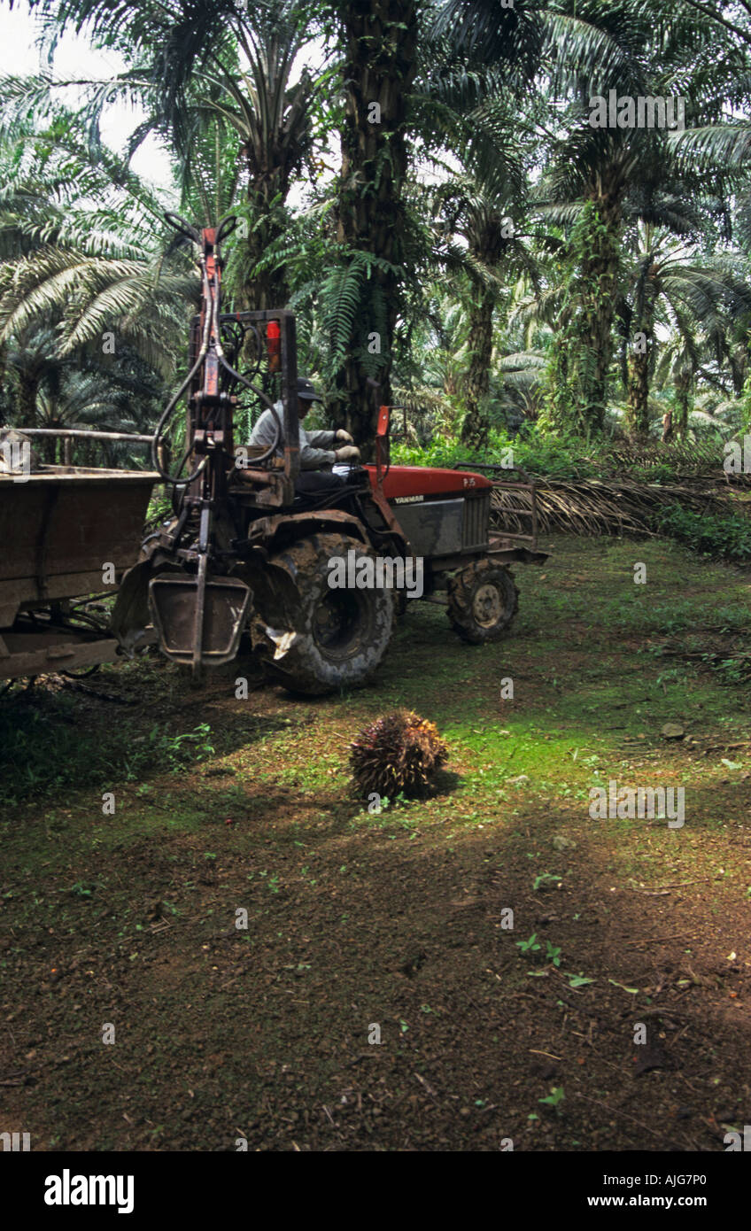 Palm oil fruit ready for collection and processing on plantation ...