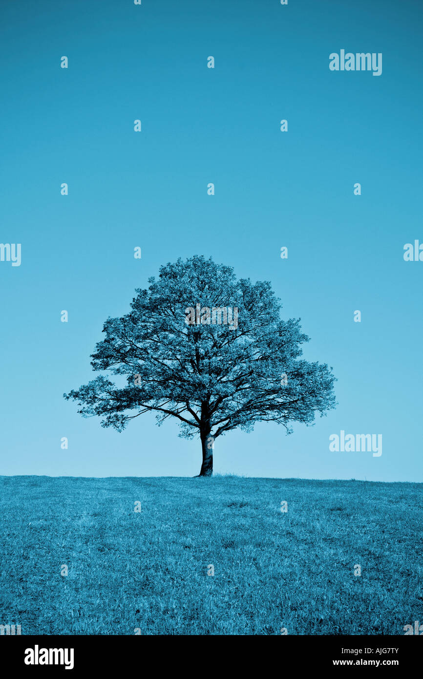 LONE TREE IN A FIELD Stock Photo - Alamy