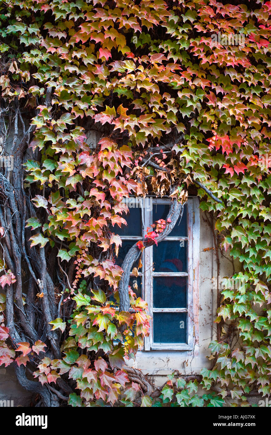 LEAVES AROUND WINDOW Stock Photo - Alamy