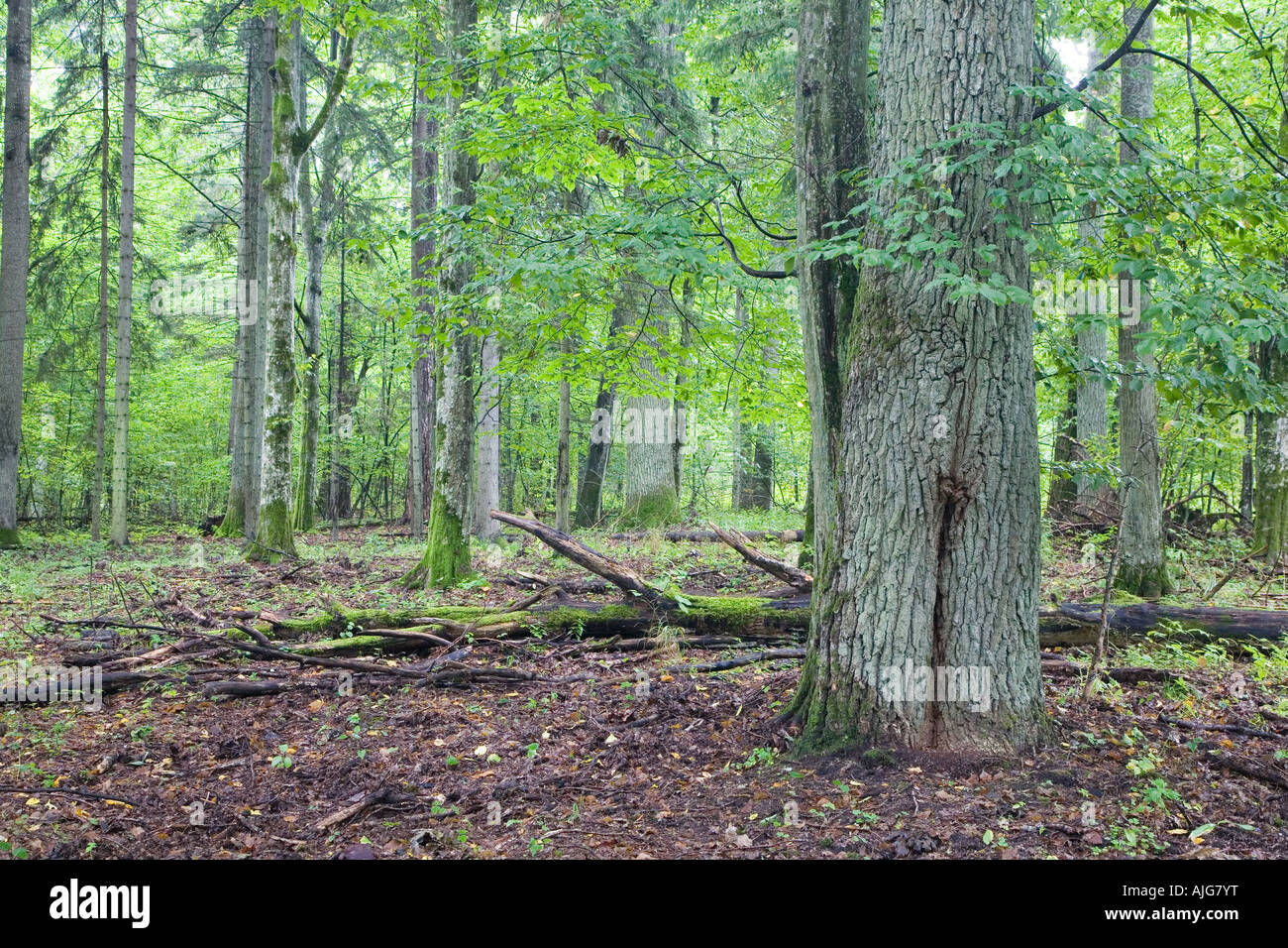 Old large oak tree against autumnal forest Stock Photo - Alamy