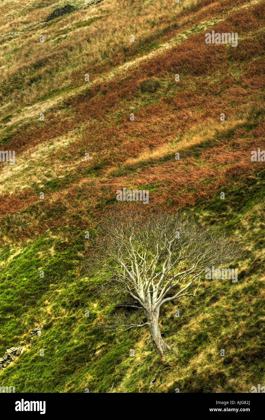 Stark tree in the Peak District Stock Photo - Alamy