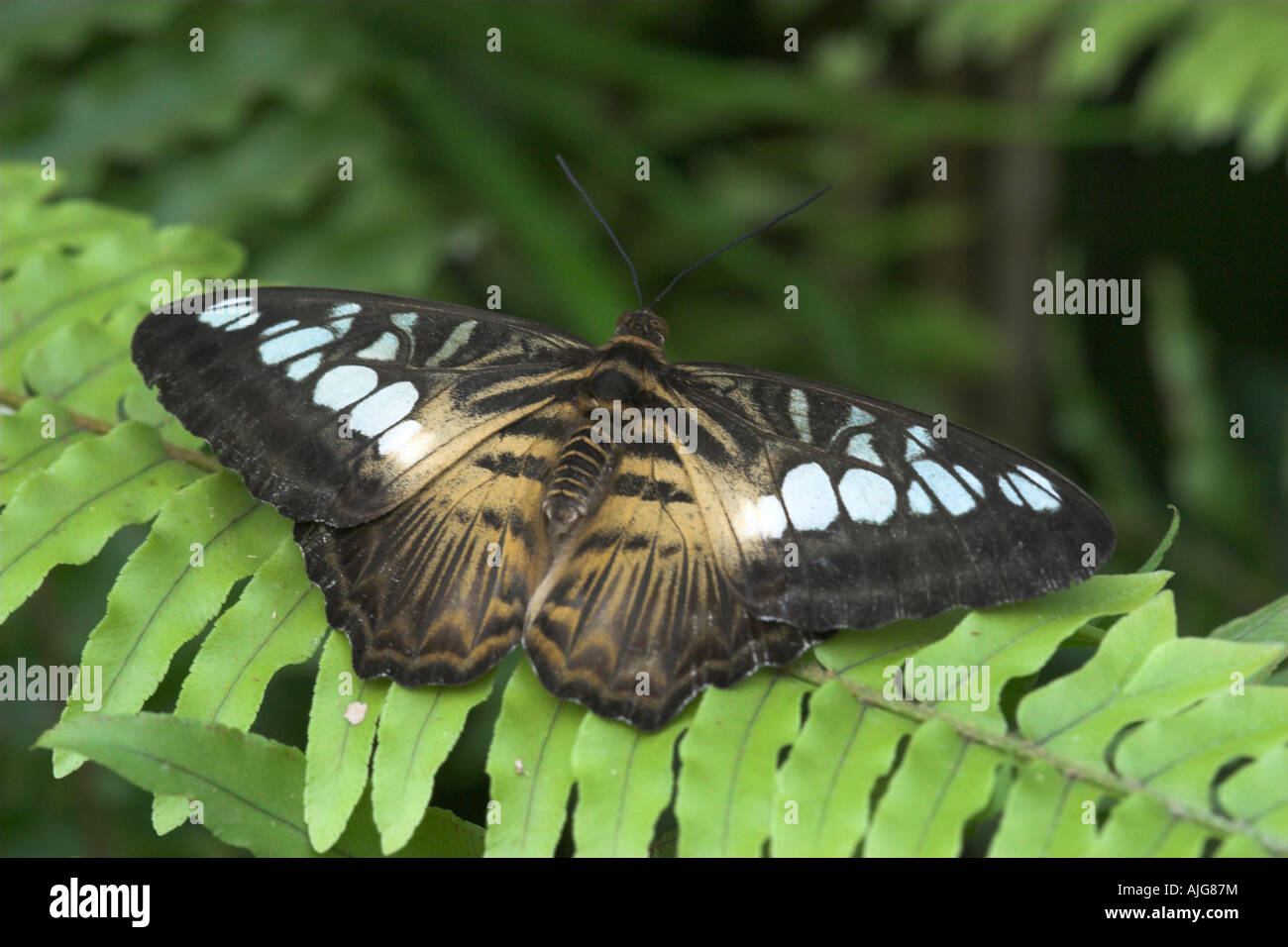 The Clipper Butterfly Stock Photo - Alamy