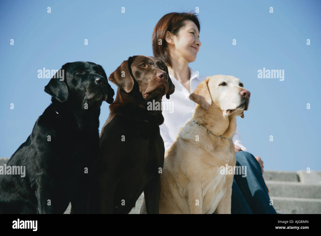 Young woman and Labrador retrievers Stock Photo - Alamy