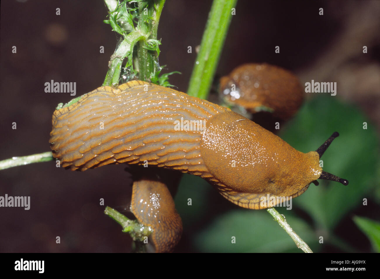 Slug on plant stem hi-res stock photography and images - Alamy