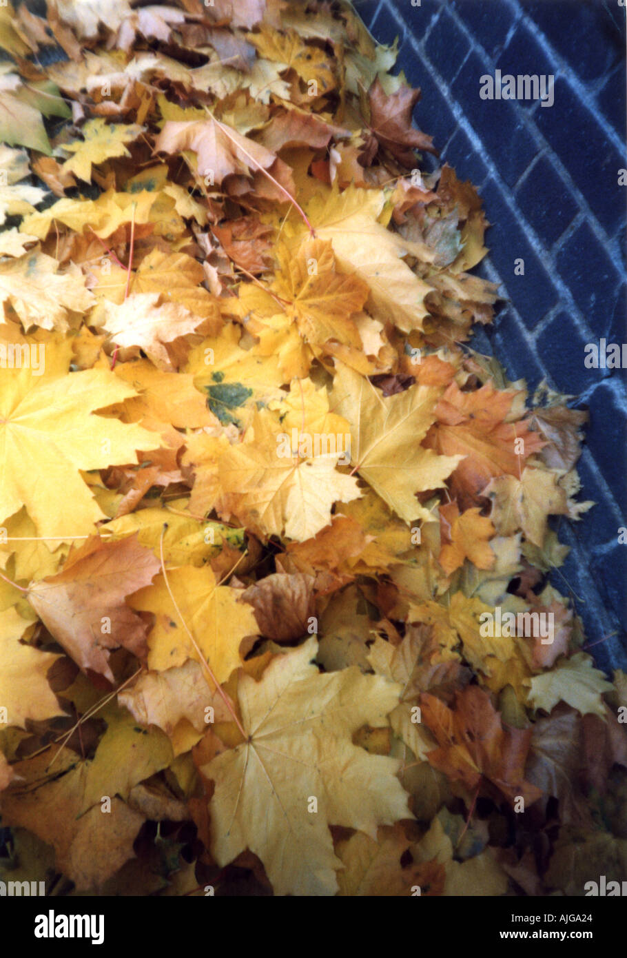 A heap of autumn leaves by a brick wall Stock Photo - Alamy
