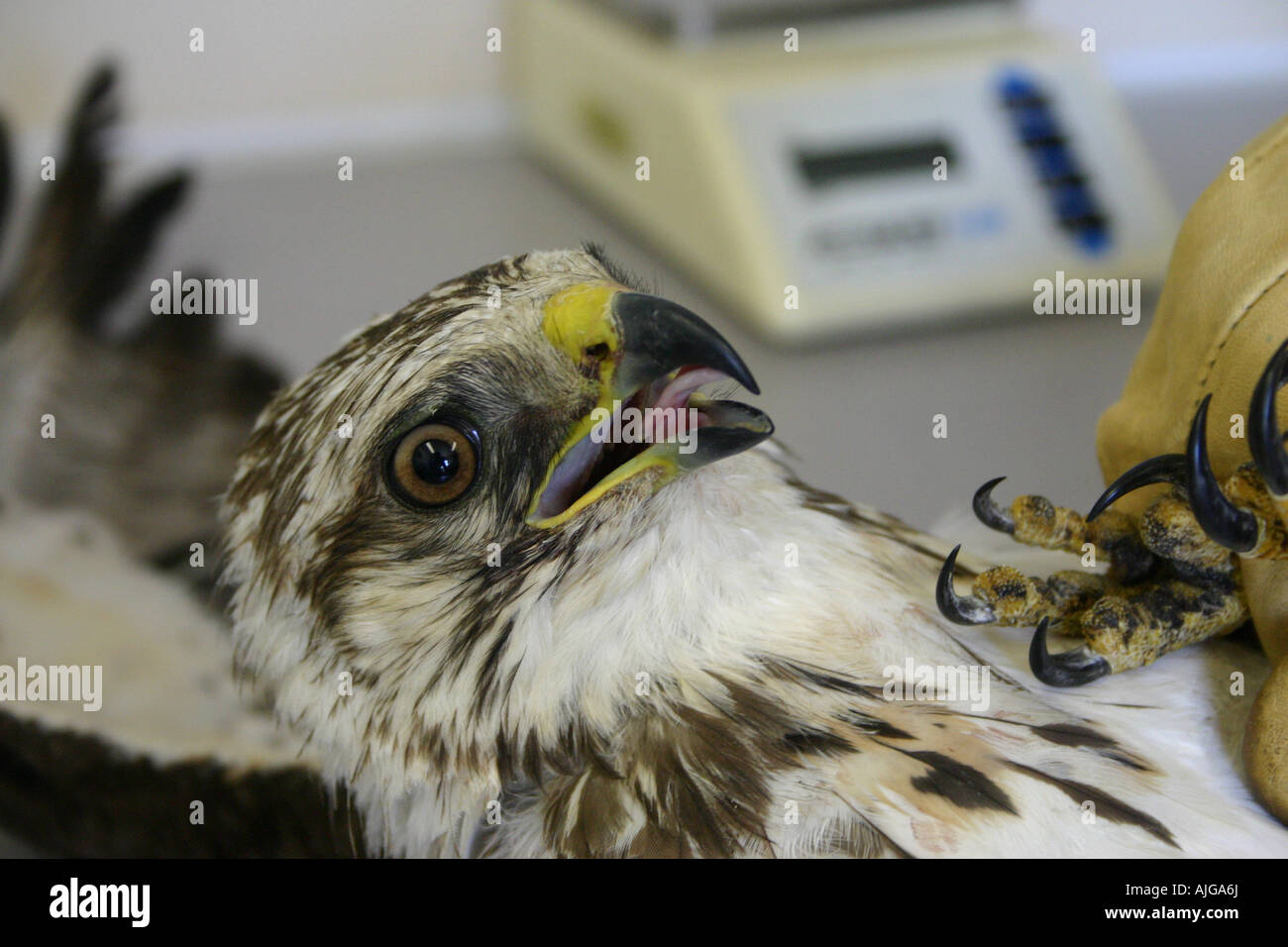 A rescued hawk receiving treatment at the Calgary Wildlife Rescue ...