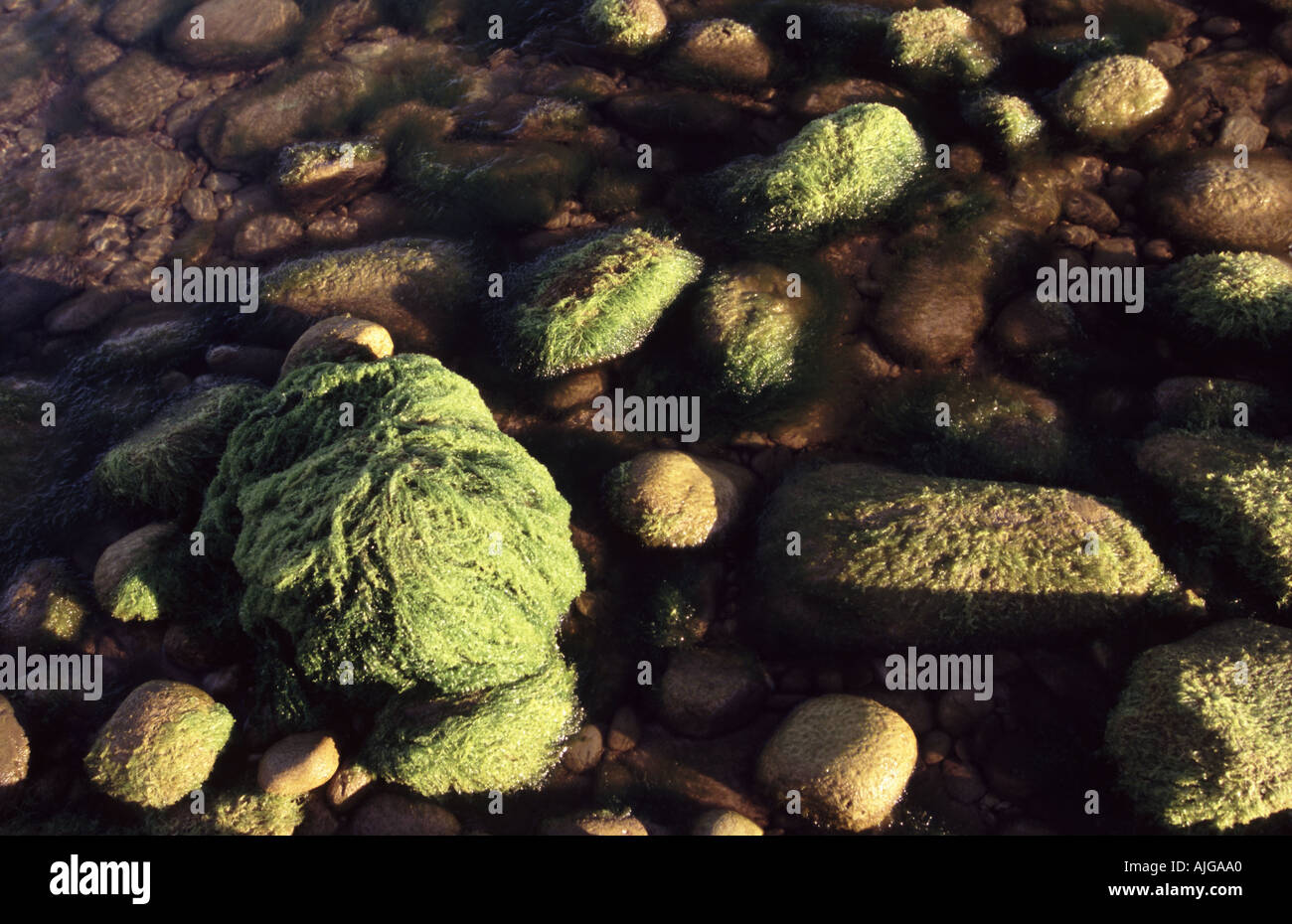 Rocks covered by seaweeds Stock Photo - Alamy