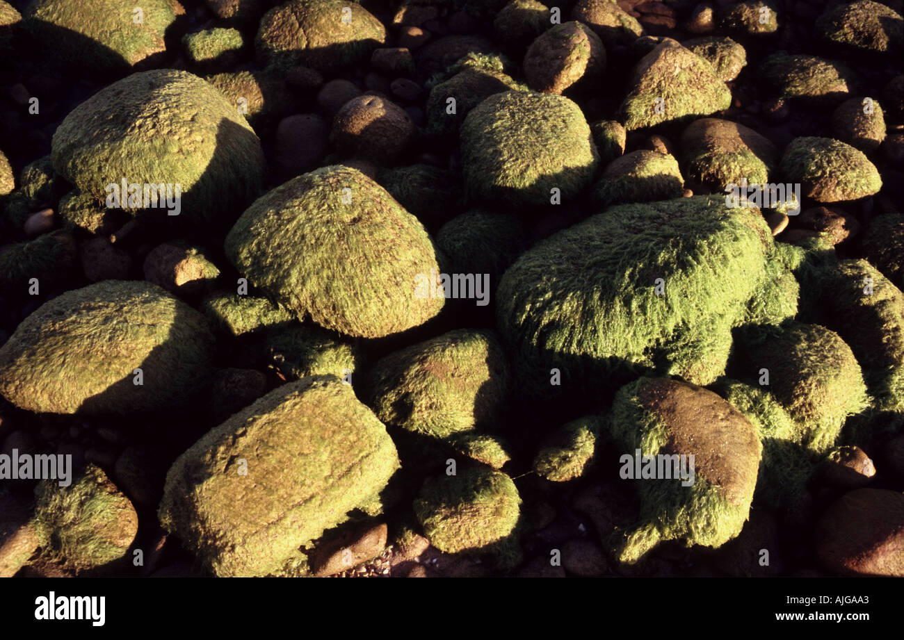 Rocks covered by seaweeds Stock Photo - Alamy