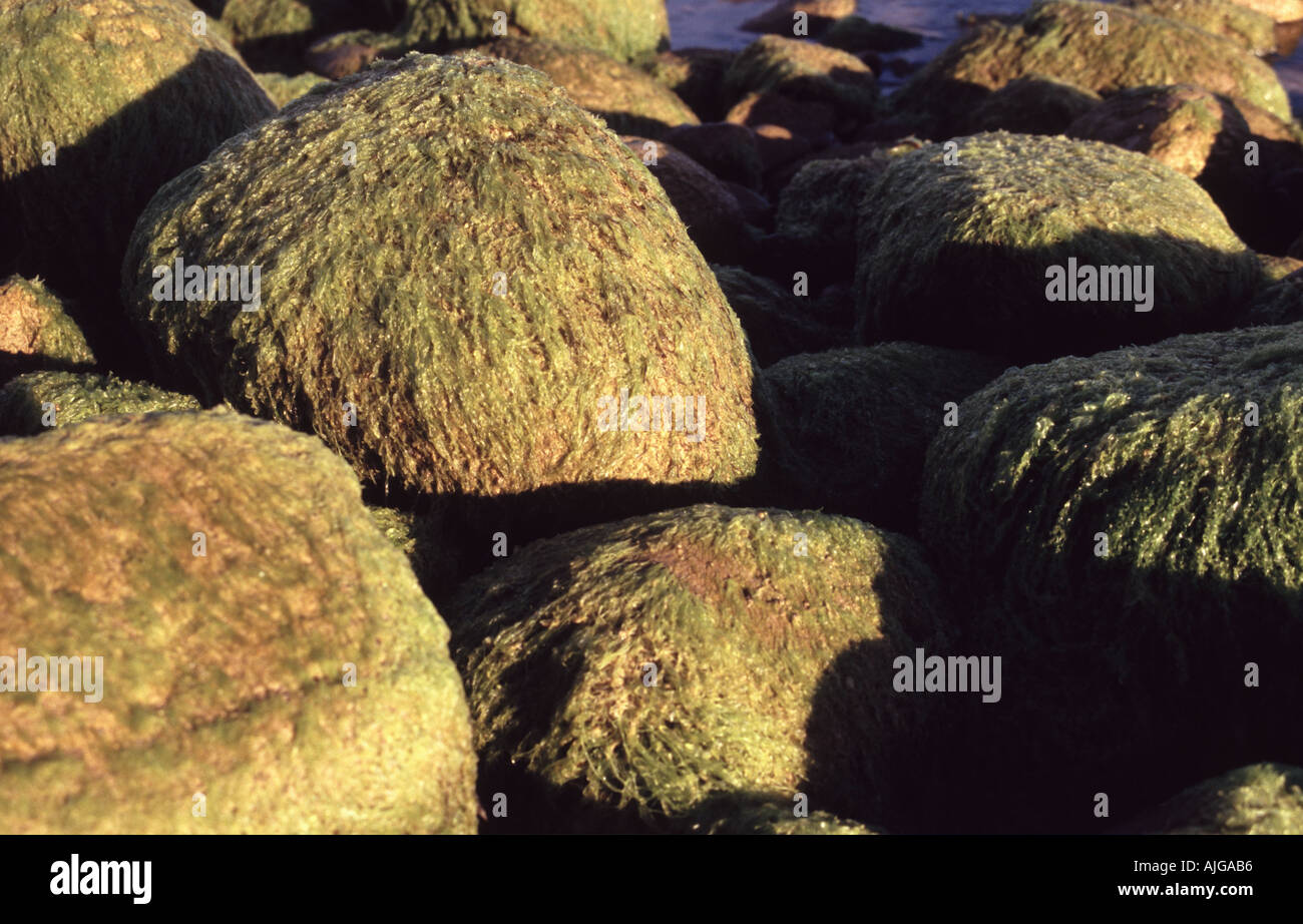 Rocks covered by seaweeds Stock Photo - Alamy