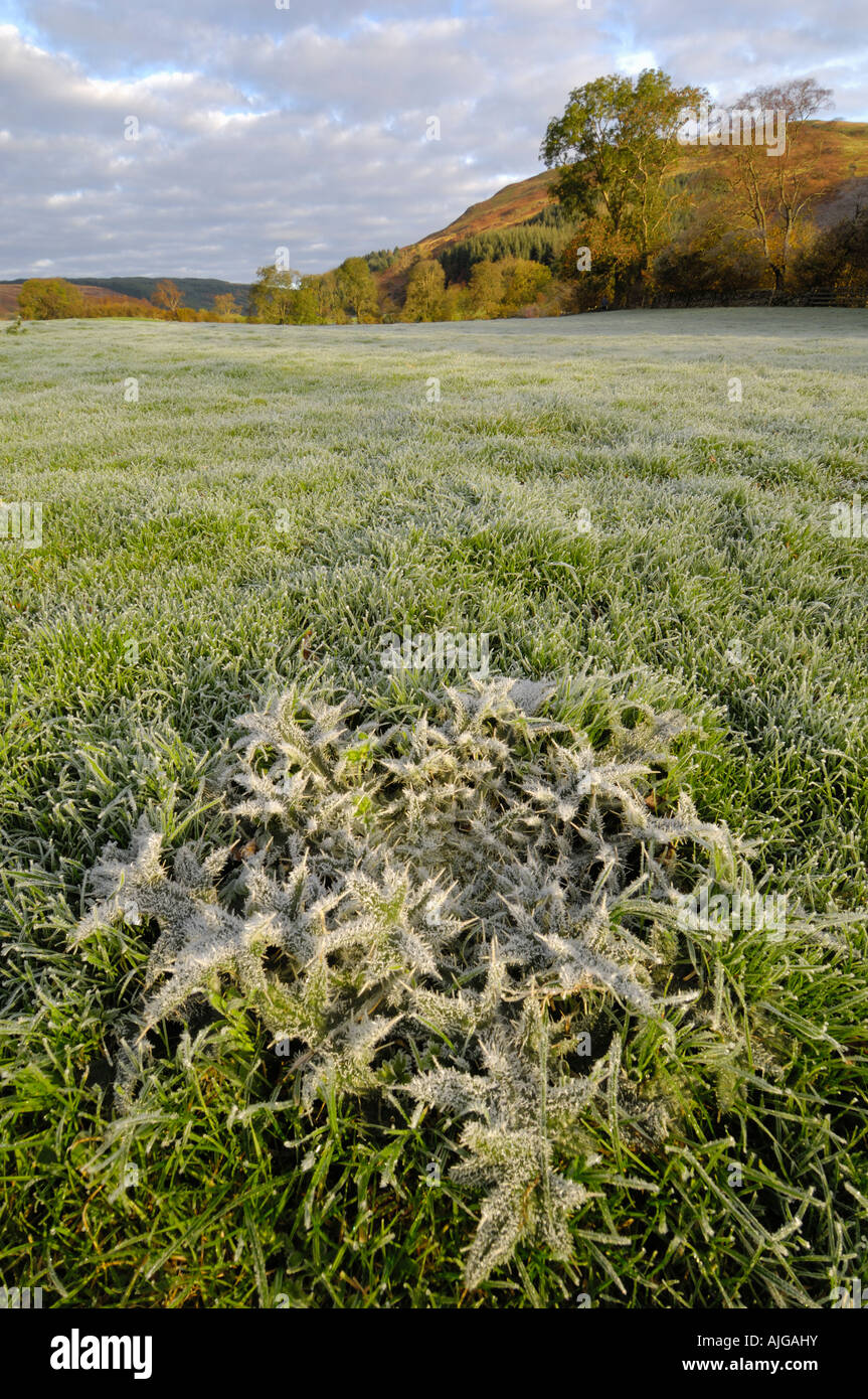 Thistle scotland frost hi-res stock photography and images - Alamy
