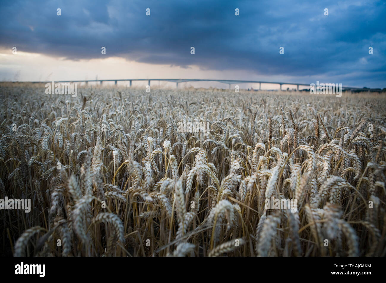 colour image looking across a corn field with a orwell bridge in the ...