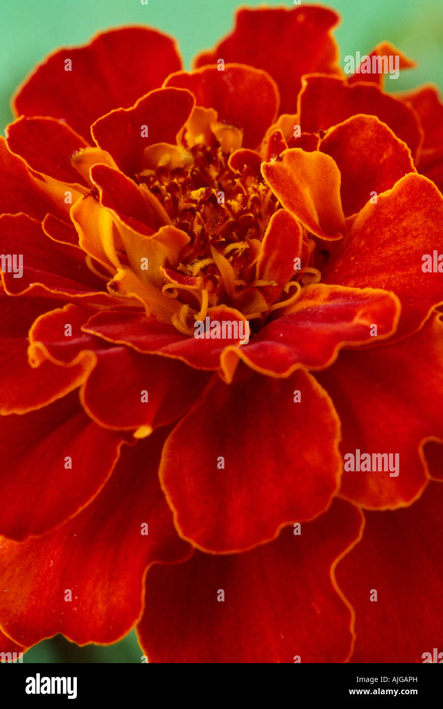 Tagetes patula 'Durango Red' (French marigold) F1 Hybrid. Close up of ...
